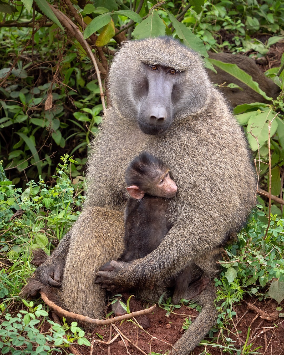 Birds – Evan T Photography